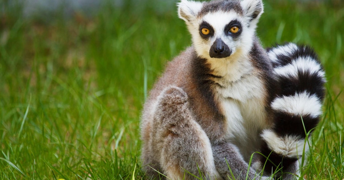 10-Day Madagascar Uniqueness Discovery | GetYourGuide