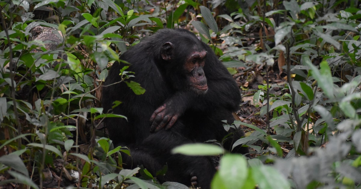Uganda: 3-Day Kibale National Park Chimpanzee Safari | GetYourGuide