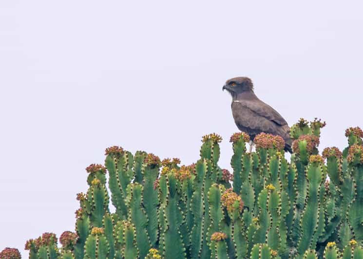 5 Days Savannah Birding Safari | GetYourGuide