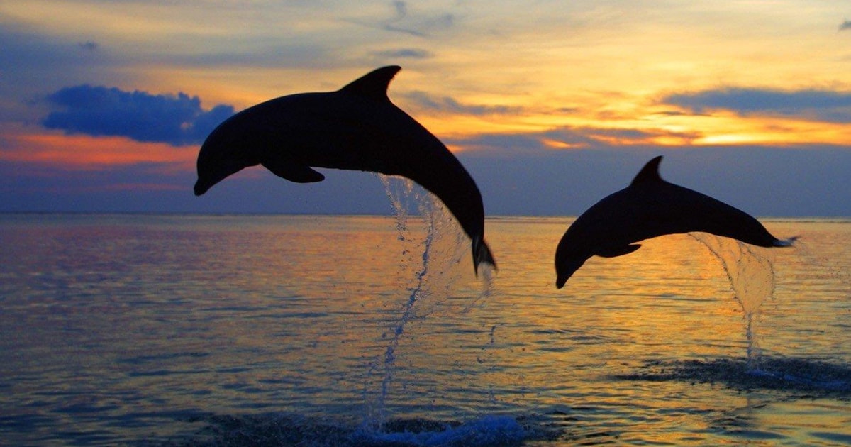 simning med delfiner och vattenfall hela dagen | GetYourGuide