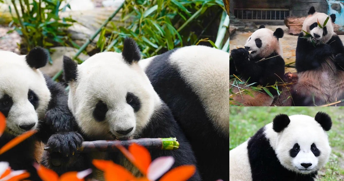 Panda gigante de Chengdu: Base de Pandas o Shenshuping (opcional ...