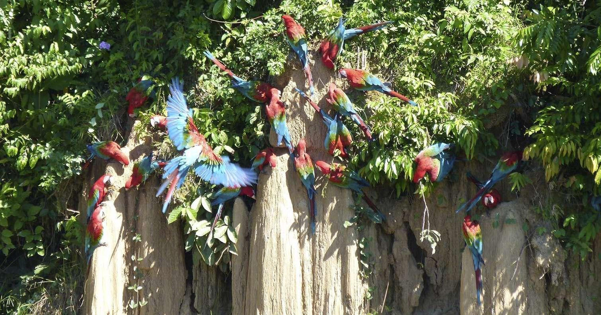 Macaw Clay Clay 2 Days | Macaw Clay Lick – Hikes | GetYourGuide