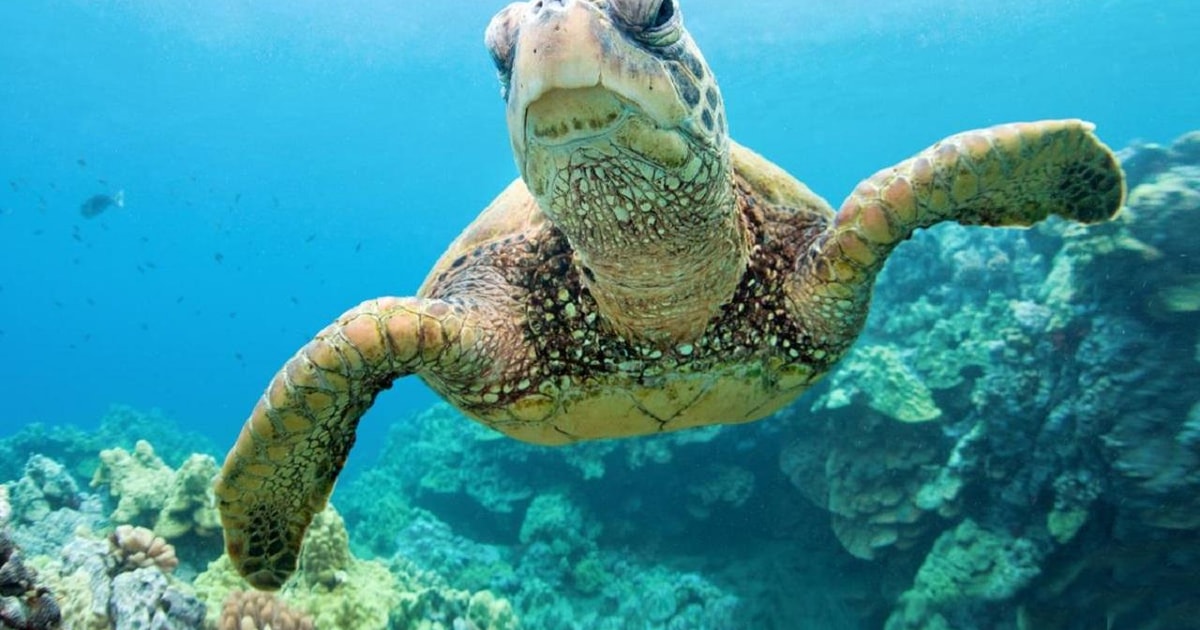 Marsa Alam: Marsa Mubarak Snorkeling Sea Trip with Lunch | GetYourGuide