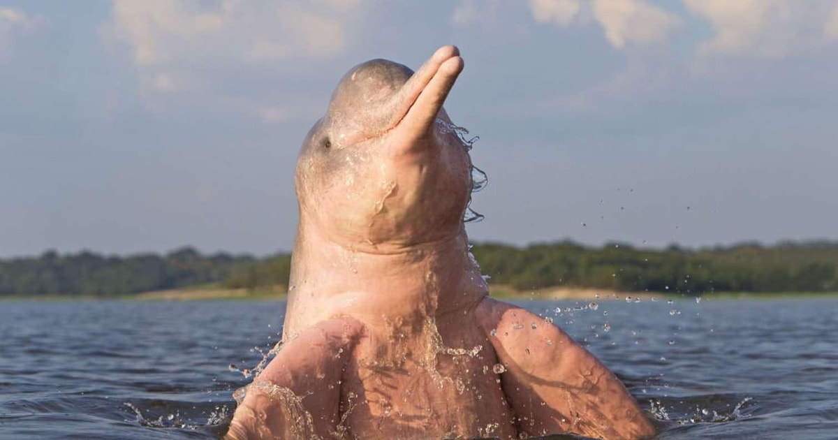 Iquitos 2 days Amazon River : Night hike + monkeys : | GetYourGuide