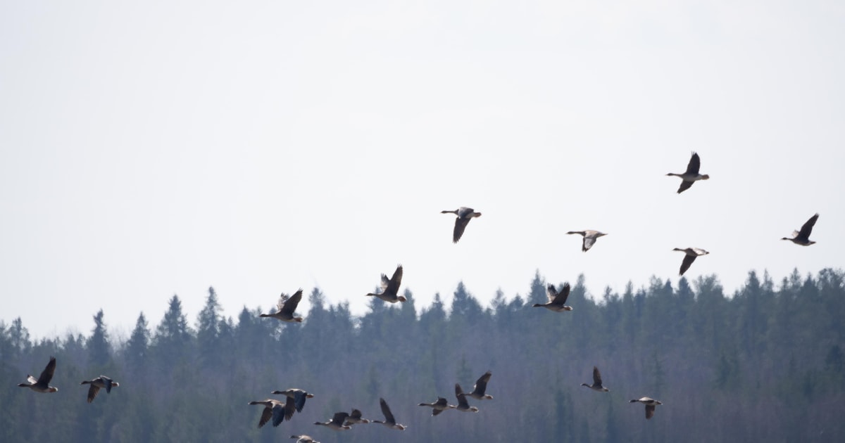 Oulu: Spring Birdwatching Trip to Liminka Nature Reserve | GetYourGuide