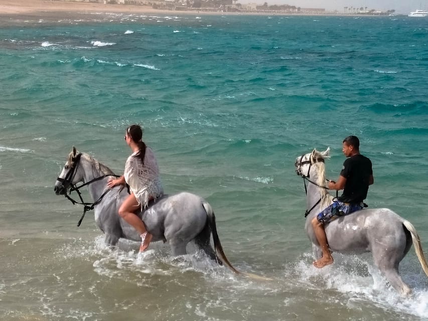 El Gouna: Desert & Sea Horse Riding With Swimming Optional | GetYourGuide