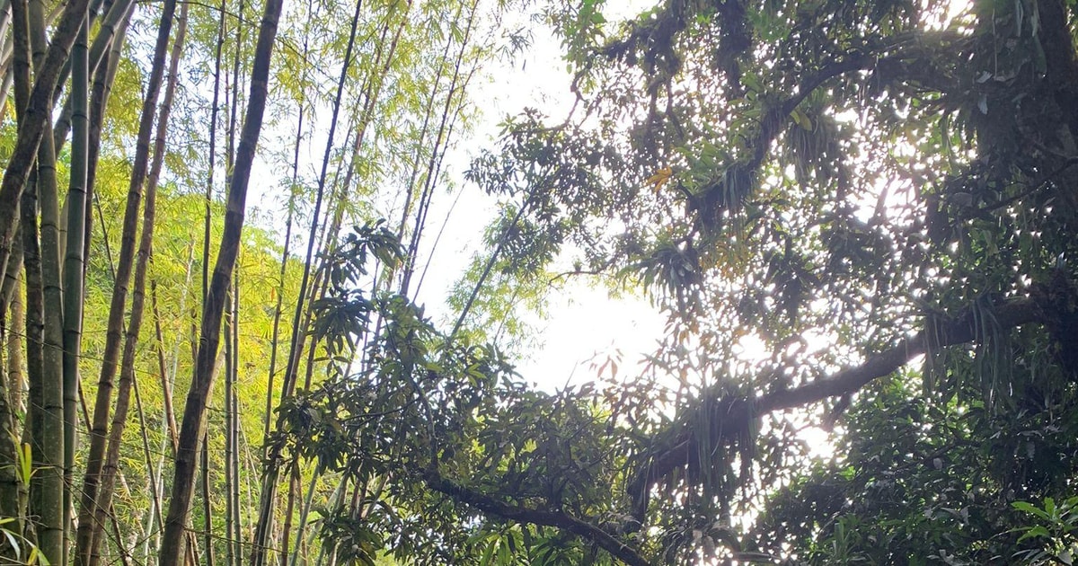 Excursión acuática en la selva tropical | GetYourGuide