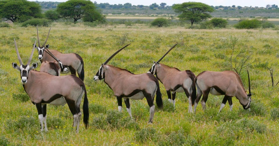 2 Days Wildlife Safari to Awash National Park | GetYourGuide