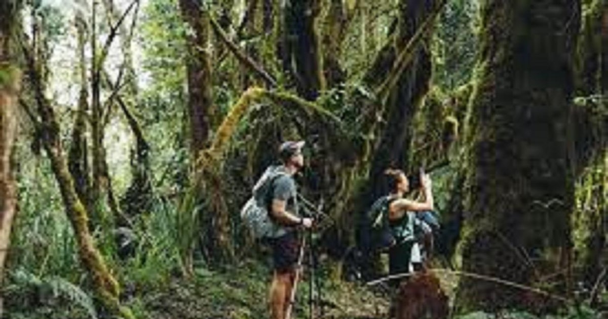 Von Arusha/Moshi: Kilimanjaro-Wanderung Marangu-Route 1 Tagestour ...