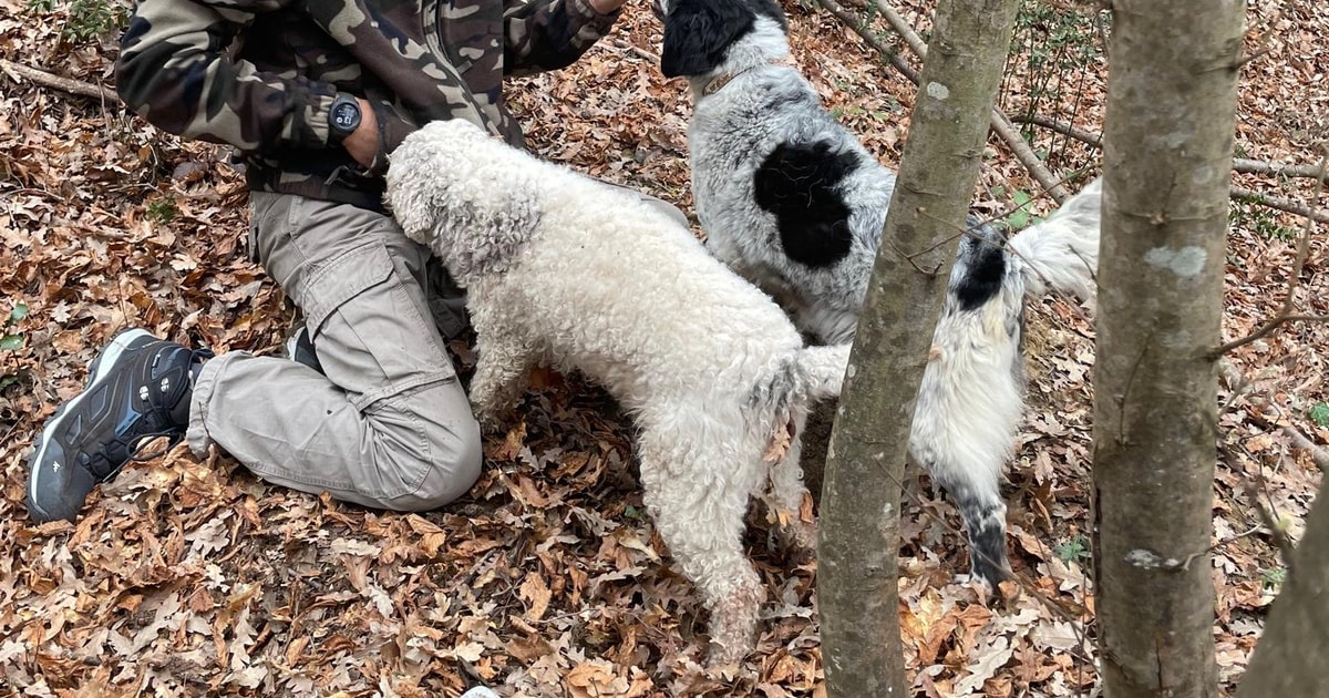 TRUFFLE HUNTING WITH DOGS AND TRUFFLE TASTING IN TUSCANY | GetYourGuide