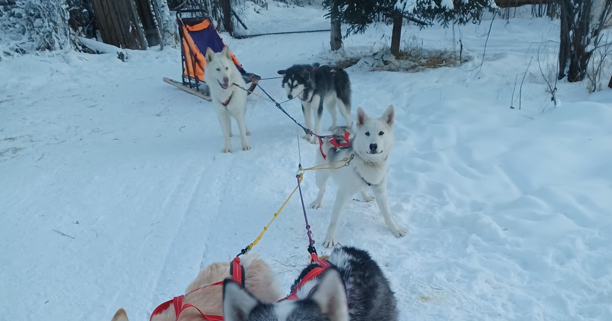 Firewalkers Alaskan Malamutes the State dog of Alaska | GetYourGuide