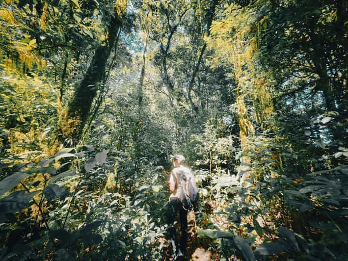 Munduk: Rainforest Hiking, Canoeing And Waterfall Tour | GetYourGuide