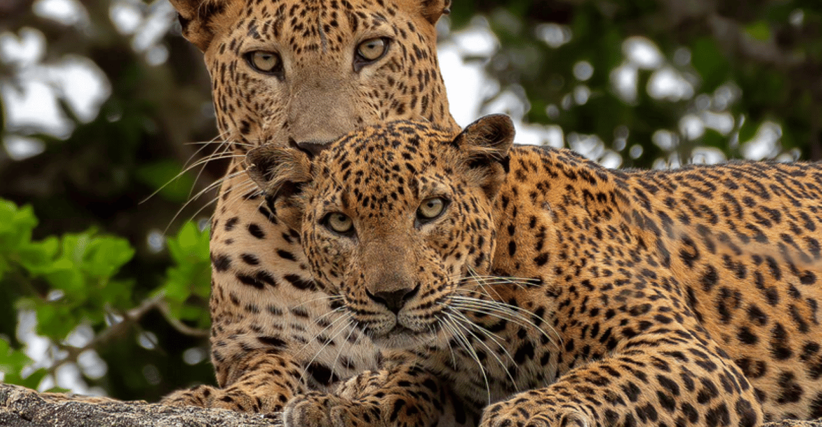 Yala Safari : 7 & 12-Hour Leopard Jeep Tours with Breakfast | GetYourGuide