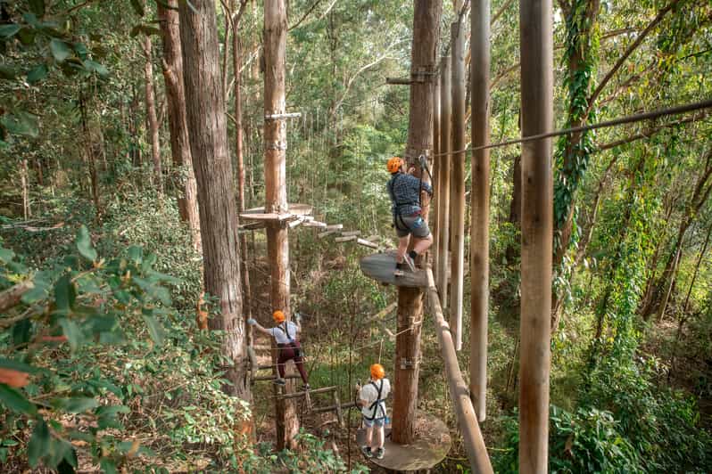 Treetops Adventure Central Coast | GetYourGuide