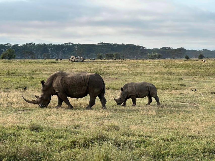 Excursión de un día al Parque Nacional del Lago Nakuru | GetYourGuide