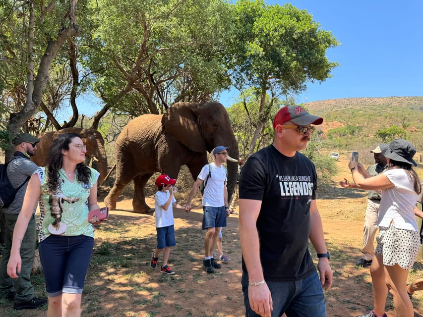 Elephant Sanctuary Tour from Johannesburg | GetYourGuide