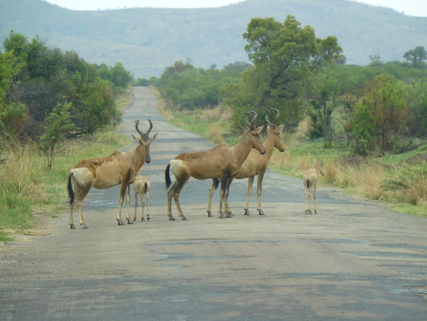 Pilanesberg National Park | GetYourGuide