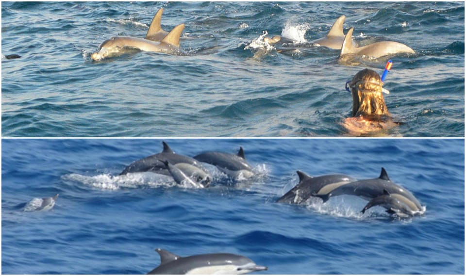 Zanzíbar: Excursión con delfines | GetYourGuide