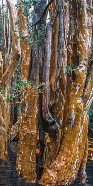 Bariloche: Arrayanes Forest and Victoria Island Tour | GetYourGuide