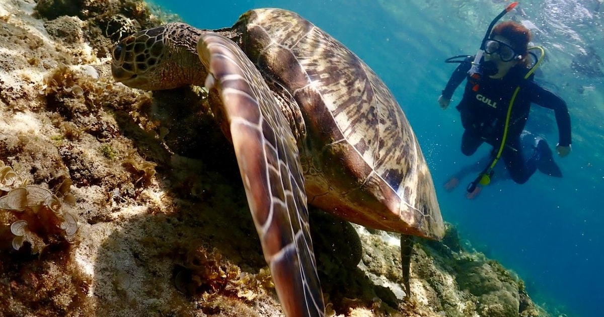 Cebu: Mactan island beach diving ( for who has license ) | GetYourGuide
