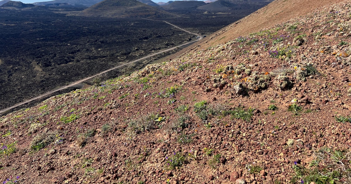 Lanzarote: Guided Hike discover volcano history and culture | GetYourGuide