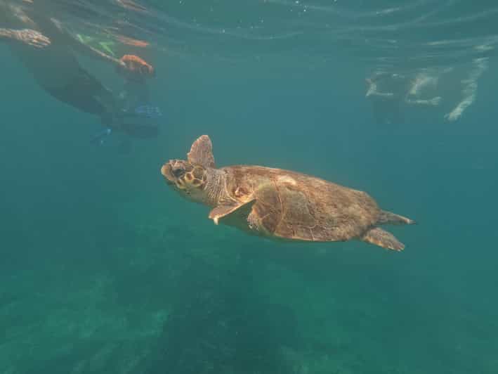 Turtle Watching Snorkeling Sea Scooter trip | GetYourGuide