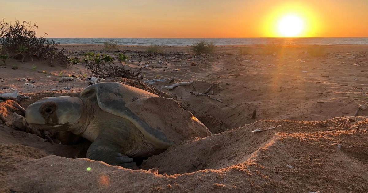 Excursão de trilhas de tartarugas para a Bare Sand Island saindo de ...