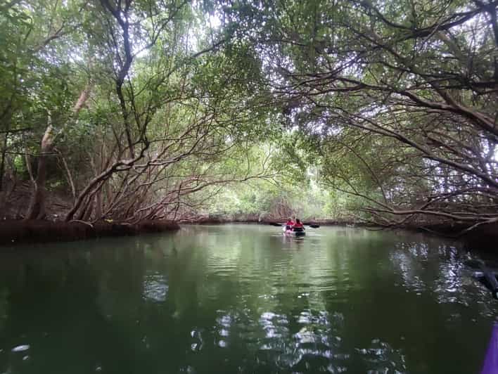 Kayaking in Backwaters of Pondicherry | GetYourGuide