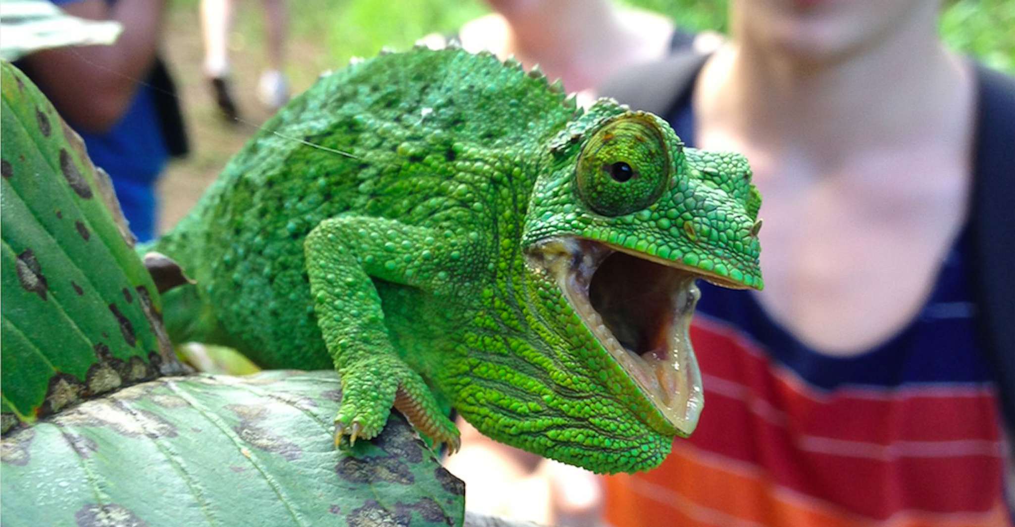 Kahului, Guided Rainforest and Waterfall Walk | Guided Tour in Maui