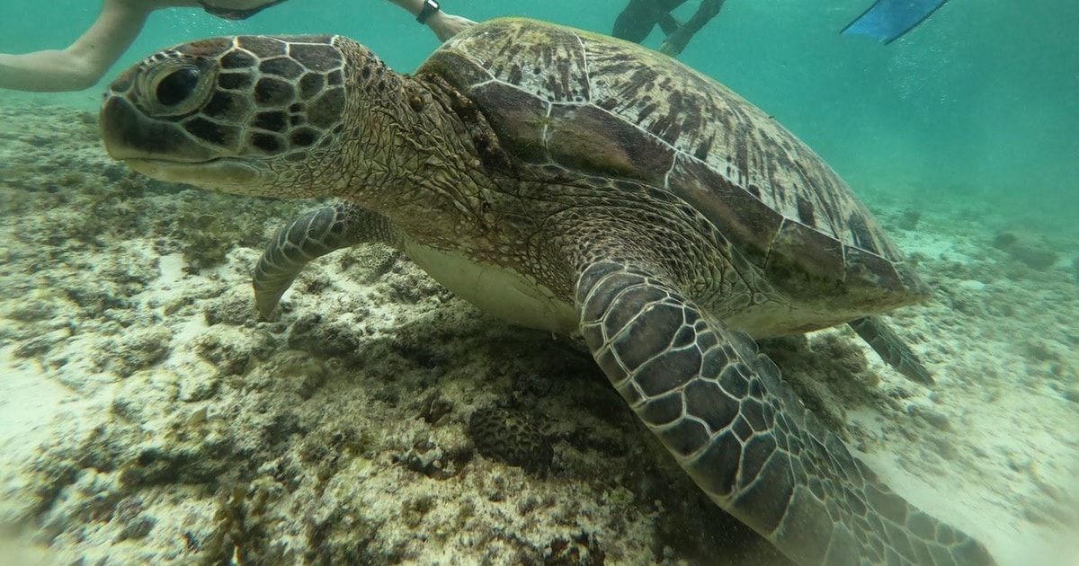 Cebu: Oslob Whale Shark and Moalboal Sardine Run, Sea Turtle | GetYourGuide