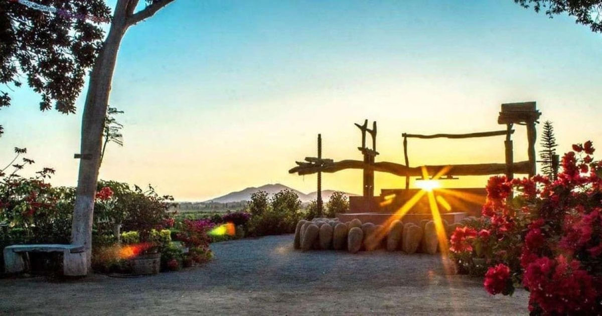 From Ica: Winery Tour - Along the Pisco Route | GetYourGuide