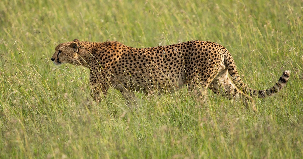 From Nairobi: 3-Day/2-Night Maasai Mara Group Safari | GetYourGuide