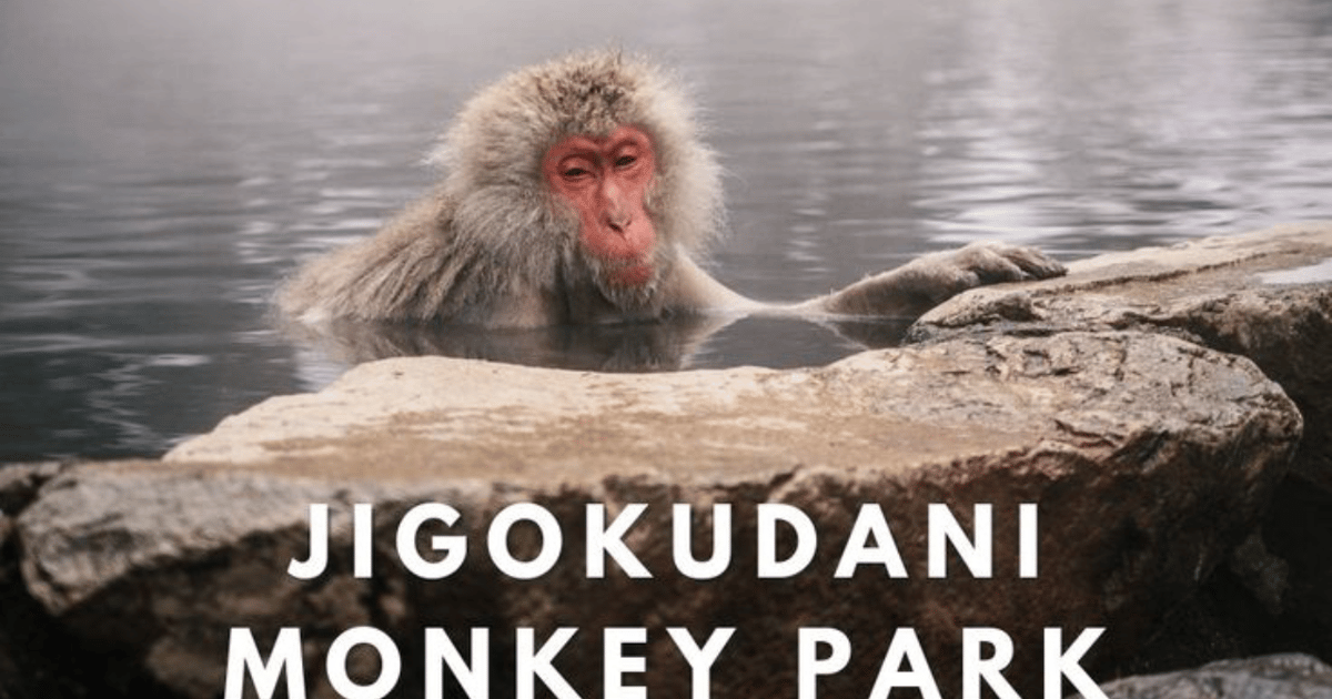 From Tokyo: Snow Monkey Full Day Customizable Private Tour | GetYourGuide