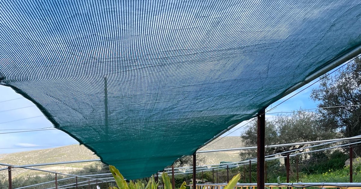 Traditional Olive Grove and Dragon Fruit Farm Tour | GetYourGuide