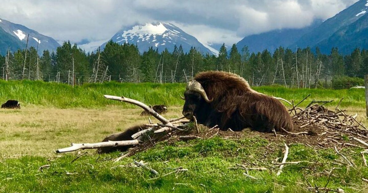 Anchorage: Wildlife, Glacier, and Wine Tasting Tour | GetYourGuide