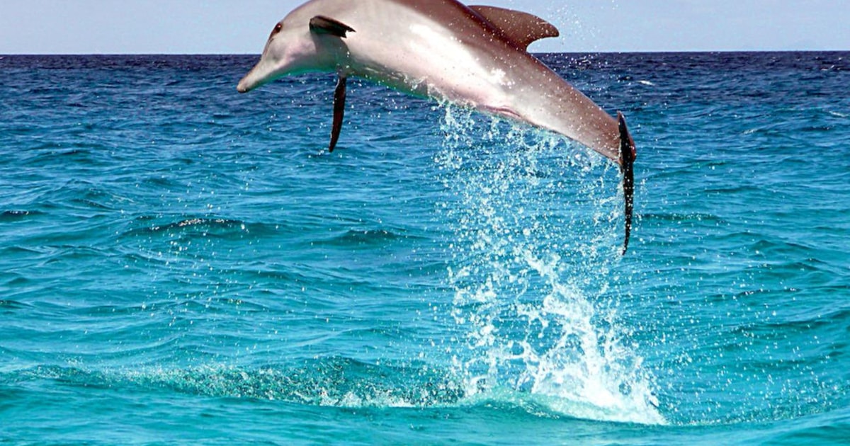 Cebu: Pamilacan, Virgin Island, Dolphin Watching with Lunch | GetYourGuide