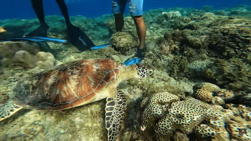 Cebu:Whale Shark Encounter &Moalboal Sardines &Turtle Thrill | GetYourGuide
