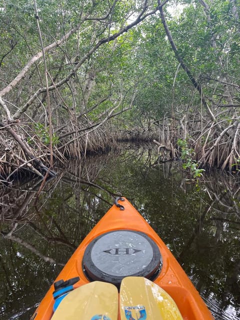 Everglades Kayak Eco Tour | GetYourGuide