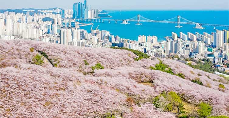 From Busan: Sky Capsule & Chasing Spring Blossom Day Tour | GetYourGuide