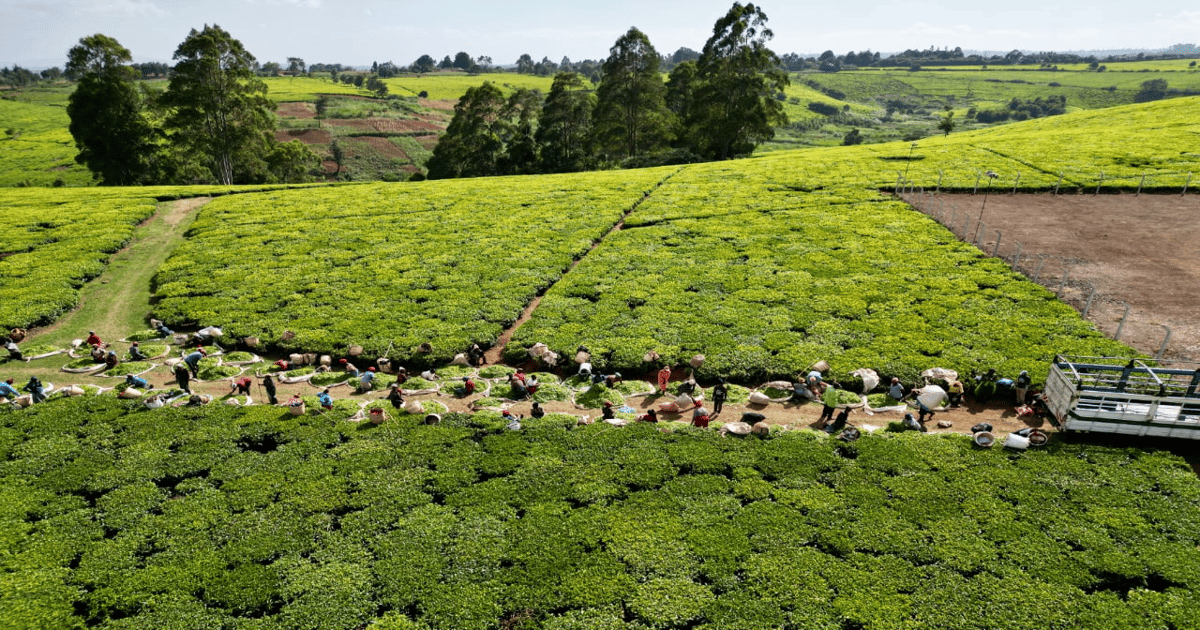 Tea Farm Tour From Nairobi (Kiambethu) | GetYourGuide