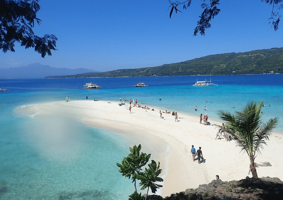 Cebu Oslob Whaleshark Tours | GetYourGuide