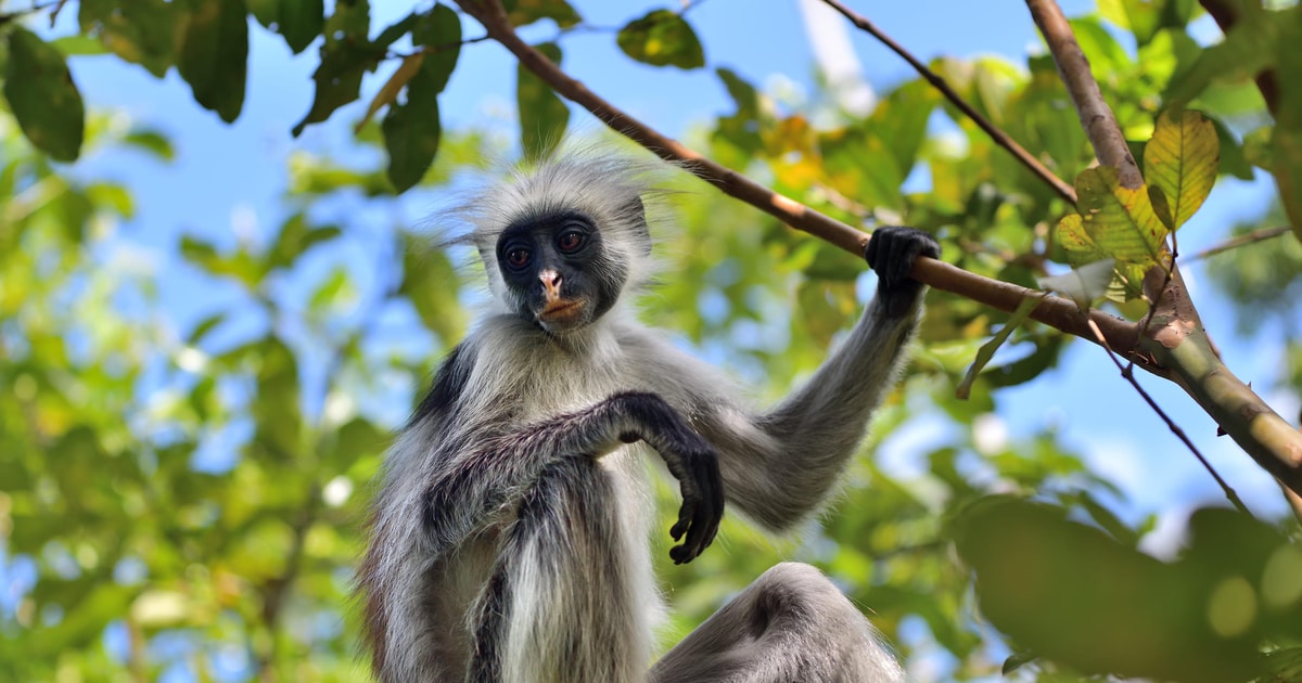 Jozani Monkey Forest & Malum Cave Swimming | GetYourGuide