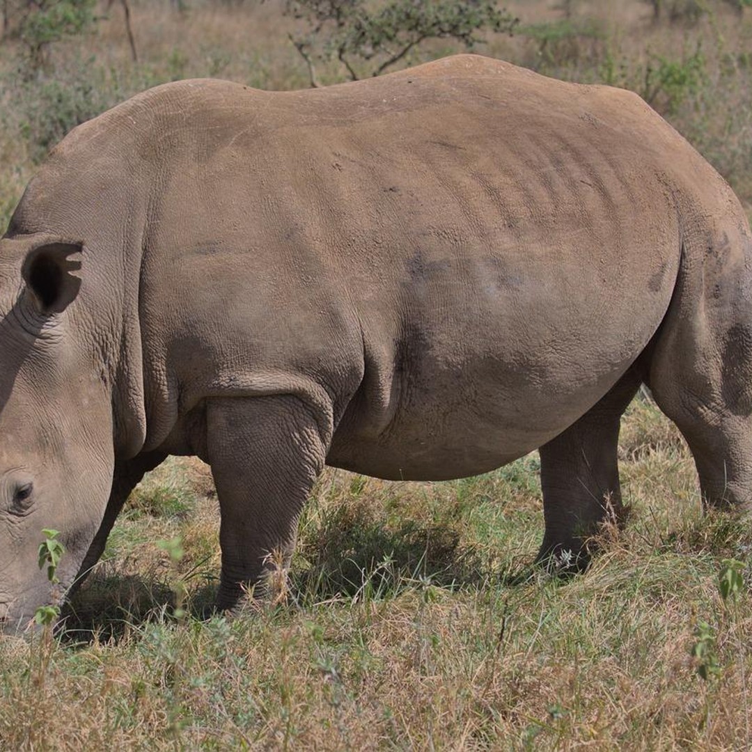Nairobi National Park and Giraffe Day Trip | GetYourGuide