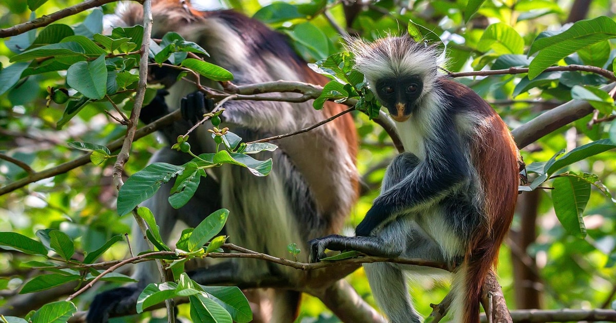 Zanzíbar: Explorando el bosque de Jozani y los manglares | GetYourGuide