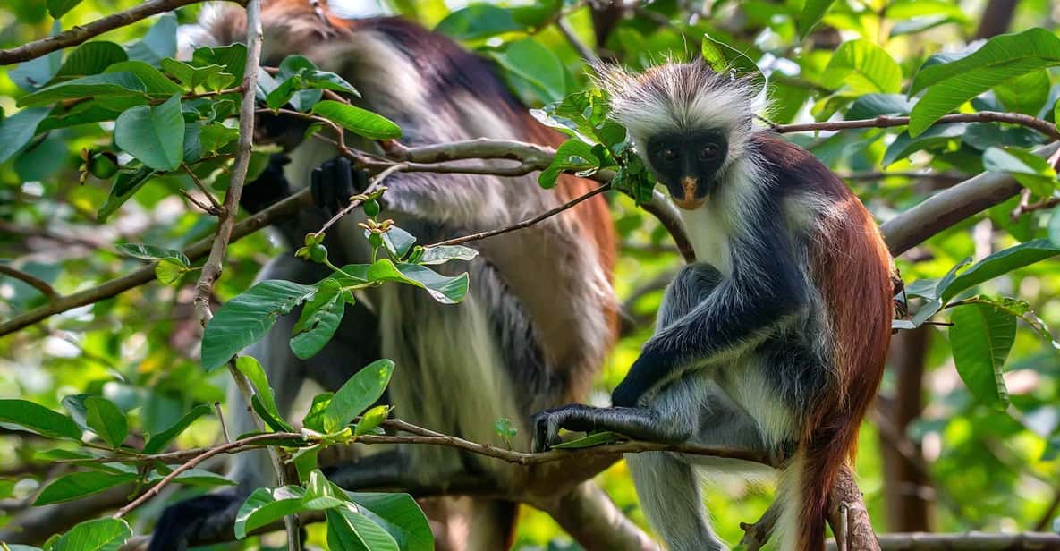 Zanzibar: Exploring The Jozani & Mangrove’s Forest | GetYourGuide
