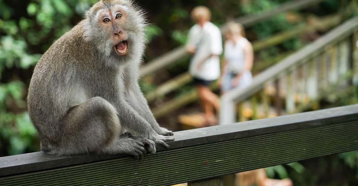 Ubud: Monkey Forest, Rice Terraces, and Swing Day Tour: Monkey Forest, Rice Terraces, and Swing ...