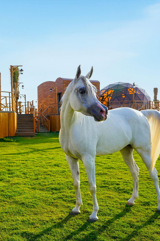 Dubai:Desert Glamping in Al Marmoom Domes& Dining Experience | GetYourGuide