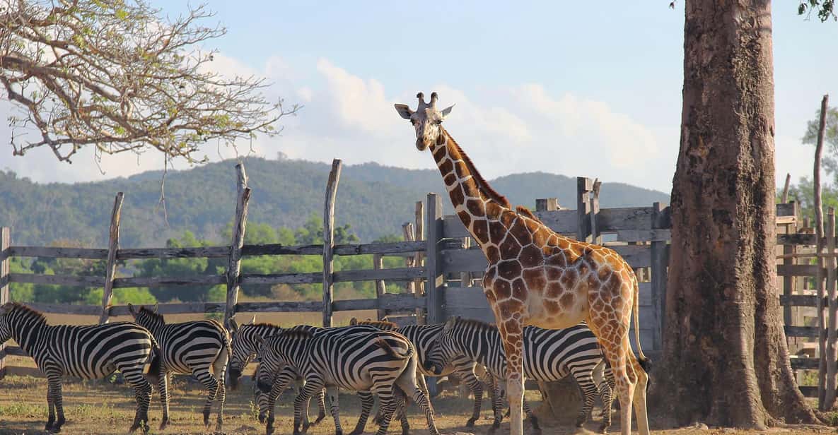 Coron Calauit Safari Tour (Private Tour) | GetYourGuide