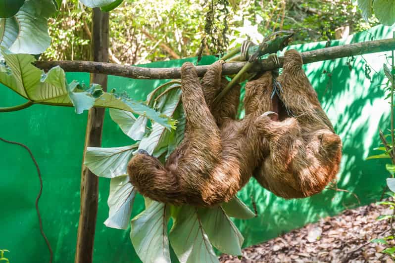 Roatan: Hug a sloth, jungle trails and meet wild life. | GetYourGuide