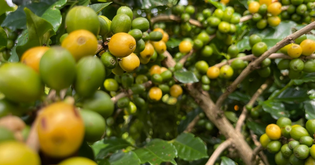 Buon Ma Thuot: Coffee Farm Tour (Bean to Brew) with Pickup | GetYourGuide